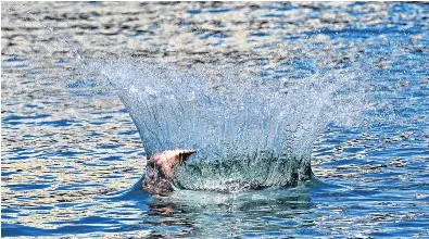 Getting to the bottom of the perfect manu - PressReader