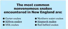 Should you be afraid of the snakes in your yard? | Boston Sunday Globe ...