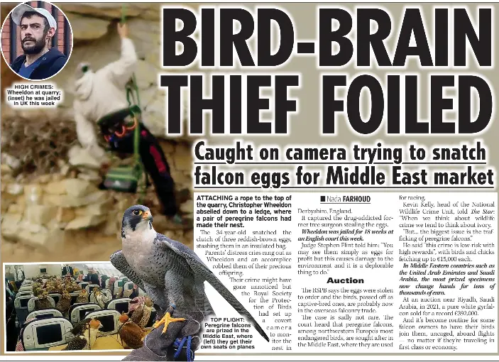 BIRD-BRAIN THIEF FOILED - PressReader