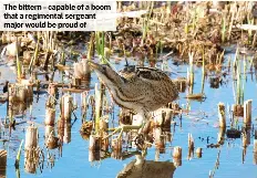 A bittern on the Broads - PressReader