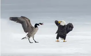 Canada goose fights off bald eagle in rare, symbolisml­aden battle on ...
