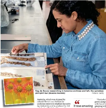 How blooms from Down Under are taking root in Scotland - PressReader