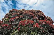 It’s always sunny in Taranaki - PressReader