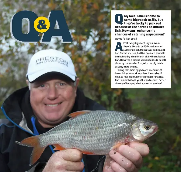 My local lake is home to some big roach to 2lb, but they’re tricky to pick out because of the ...