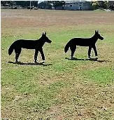Fake coyotes in face-off with geese - PressReader