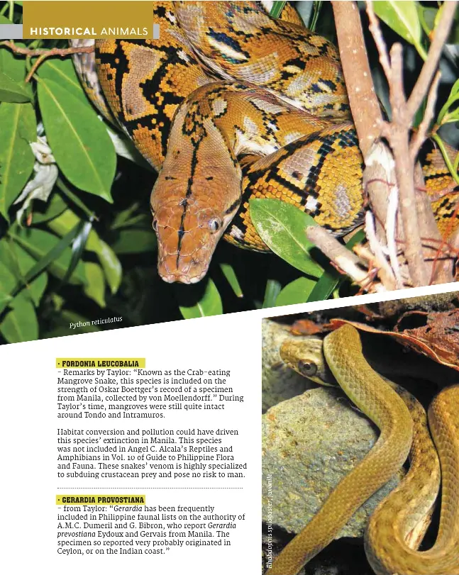 MANILA’S HISTORICAL SNAKE SPECIES - PressReader