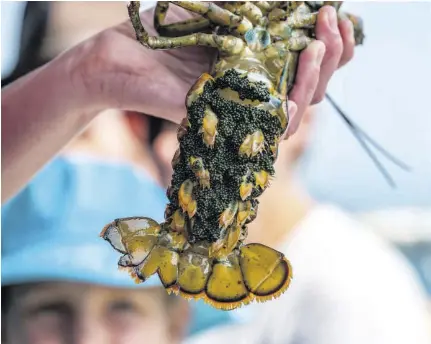 Raping Jamaica’s seas - PressReader