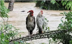 Rising waters reach danger levels - PressReader