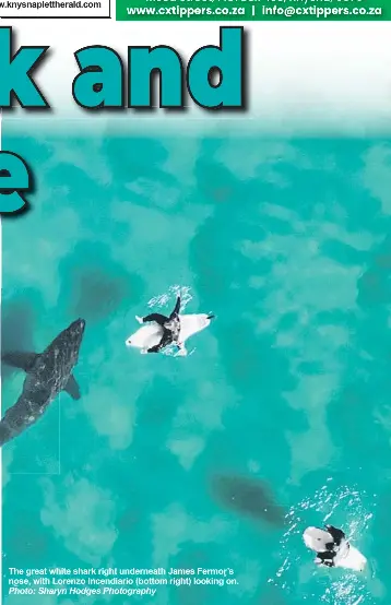 All shark and NONObitebi­te - PressReader