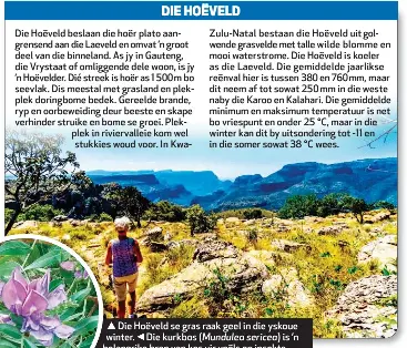 DIE HOËVELD - PressReader
