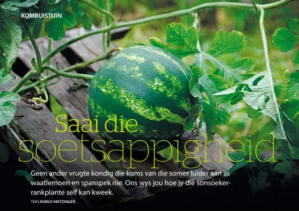 Kombuistui­n Só plant jy waatlemoen en spanspek - PressReader