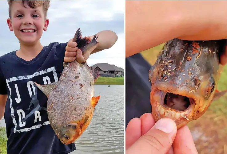 Kid Catches Fish with HumanLike Teeth in an Oklahoma Pond - PressReader