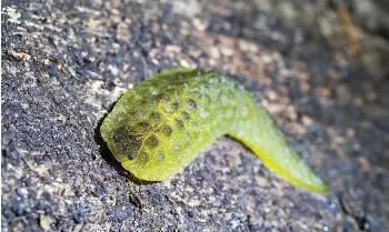 Could you learn to love this little slug? - PressReader