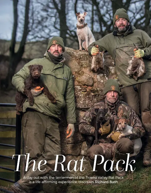 Hunting rats with the dogs and men of the Tweed Valley Rat Pack ...