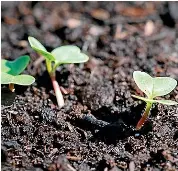 How to grow radishes - PressReader