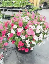 Hardy petunias a winner - PressReader