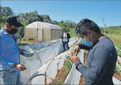 Cosecha de chile xcatic - PressReader