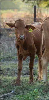 Yaqara Ranch – Far From its Vision - PressReader