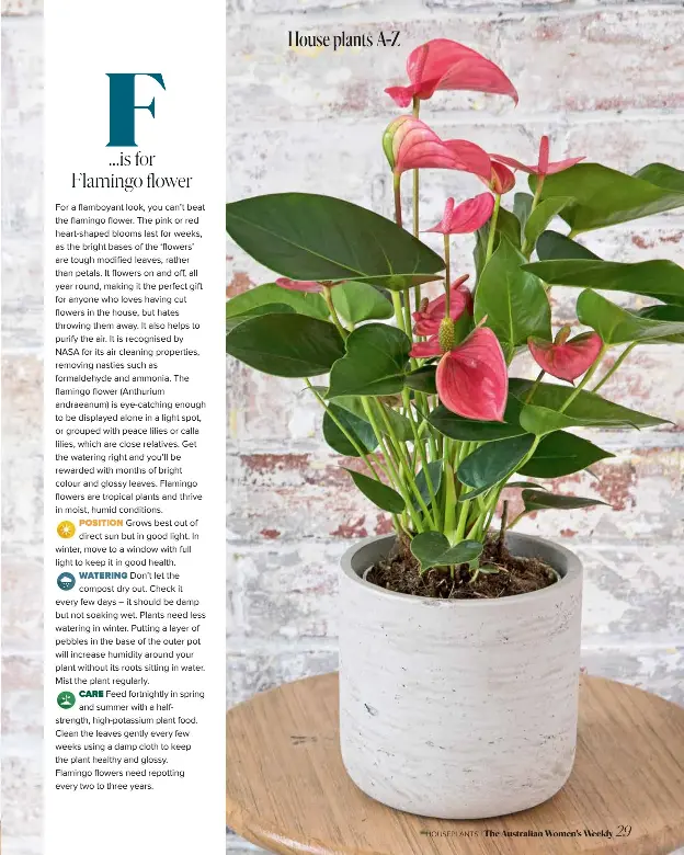 ...is for Flamingo flower - PressReader