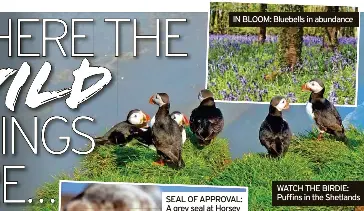 WHERE THE WILD THINGS ARE… - PressReader