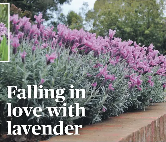 Falling in love with lavender - PressReader