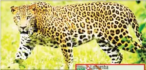 Warning: Leopard in Malkerns - PressReader