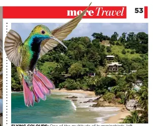 Follow the flock stars to Tobago - PressReader