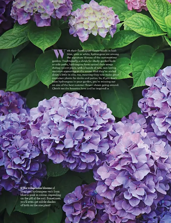 Summer belles - PressReader