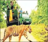 Tiger reserves roar with visitor surge compared to last year - PressReader
