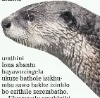 UMTHINI - PressReader