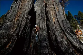 Meet the man fighting climate change by cloning the world's oldest ...