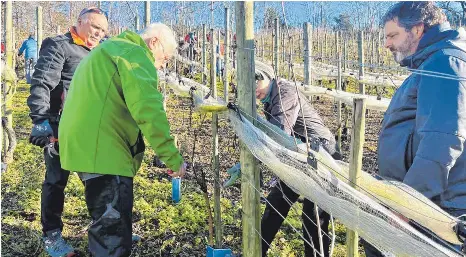 Rebschnitt in den Weinbergen - PressReader