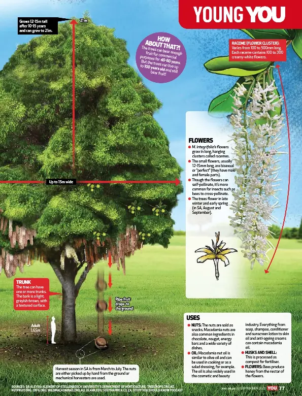 THE MACADAMIA TREE - PressReader