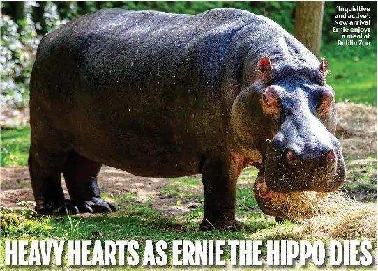 HEAVY HEARTS AS ERNIE THE HIPPO DIES - PressReader