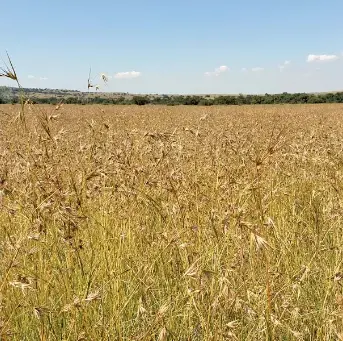 Cattle farming basics: Sweetveld vs sourveld, and how to get the best ...