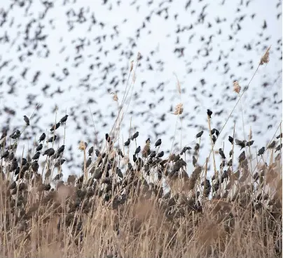 Rome’s starlings - PressReader