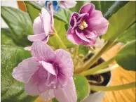 African violets help chase away winter blues - PressReader
