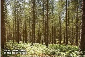 Invasive pests could cut tree growth by half within 25 years - PressReader