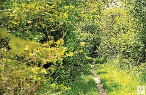 À la découverte de la biodiversi­té du bocage humide - PressReader