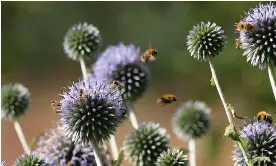 ‘I have seen the decline’: pesticides linked to falling UK insect numbers - PressReader