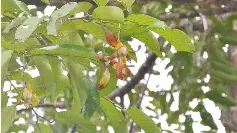 Fruiting Ensurai trees turn Ngemah River bank picturesqu­e - PressReader