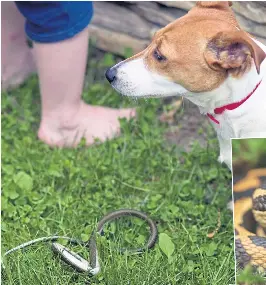 Experts share snake bite advice for all pet owners - PressReader