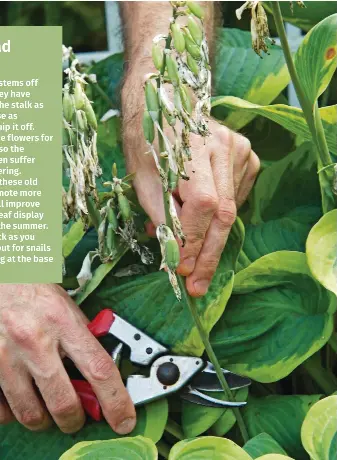 Deadhead hostas - PressReader