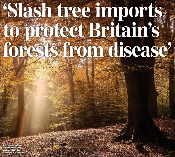 ‘Slash tree imports to protect Britain’s forests from disease’ - PressReader