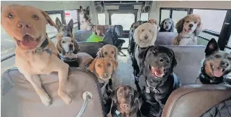 All aboard the dog bus - PressReader