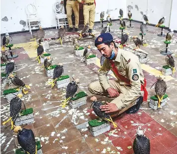 ATTEMPT TO SMUGGLE FALCONS FOILED - PressReader