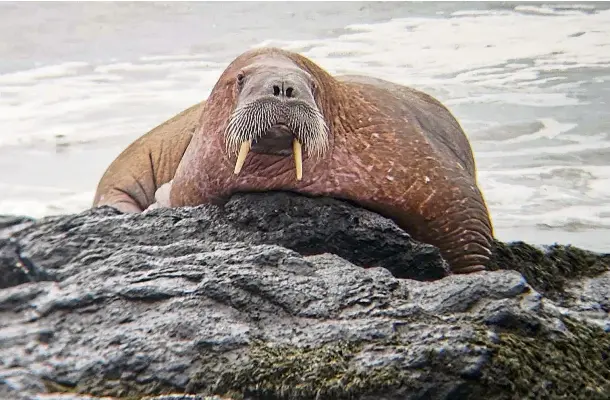 Rare sighting of walrus off coast - PressReader