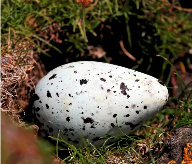 Eggs, the perfect life capsules - PressReader