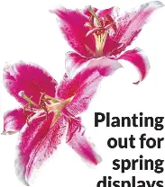 Planting out for spring displays - PressReader