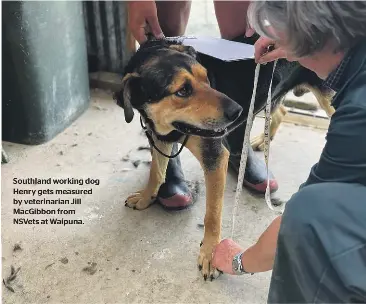 Project to decode DNA of farm dogs - PressReader